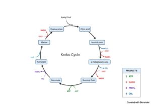 Krebs Cycle: Definition, Diagram, Steps, and Mechanism I NotesBard